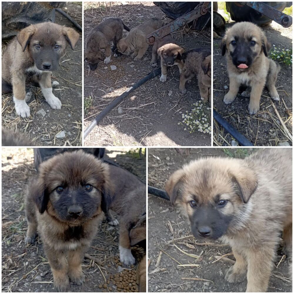 Τα 5 αδερφάκια - Σκύλοι προς Υιοθεσία - Dogs' Voice