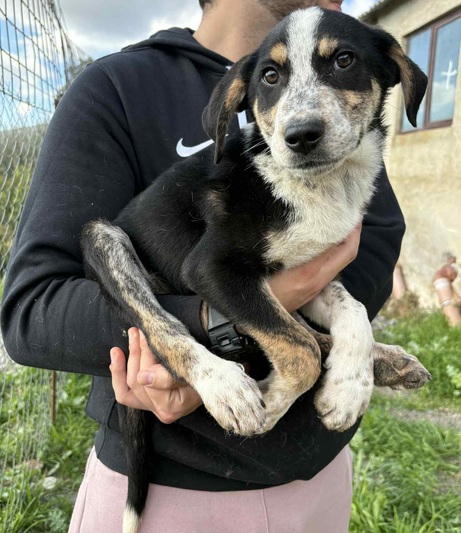 GOOFY - Σκύλοι προς Υιοθεσία - Dogs' Voice