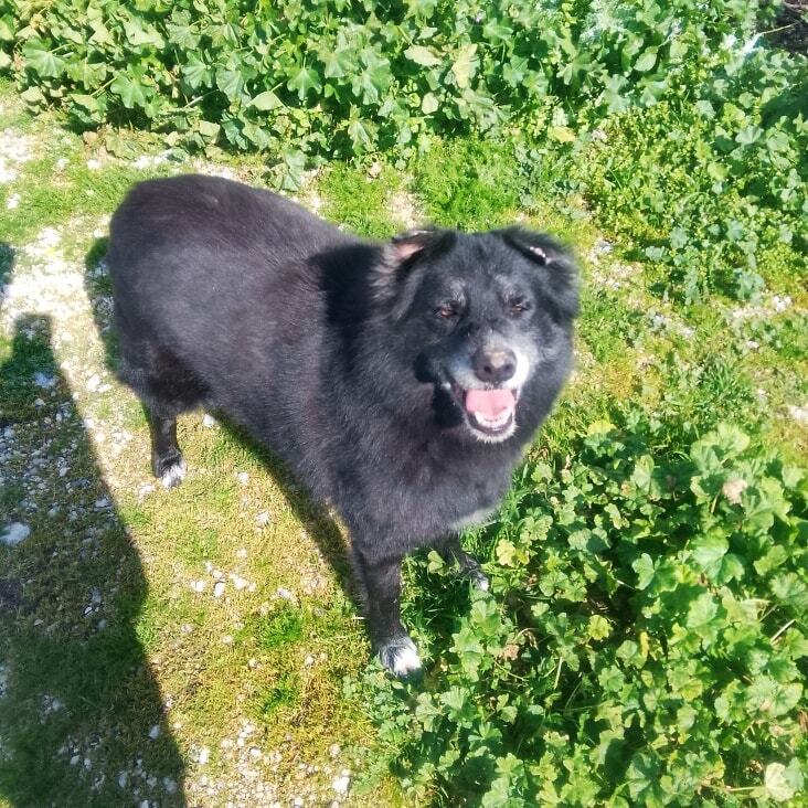 Duncan - Σκύλοι προς Υιοθεσία - Dogs' Voice