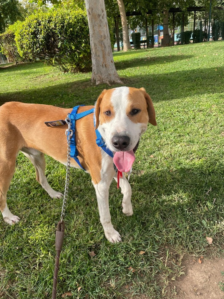 Ερμης - Σκύλοι προς Υιοθεσία - Dogs' Voice