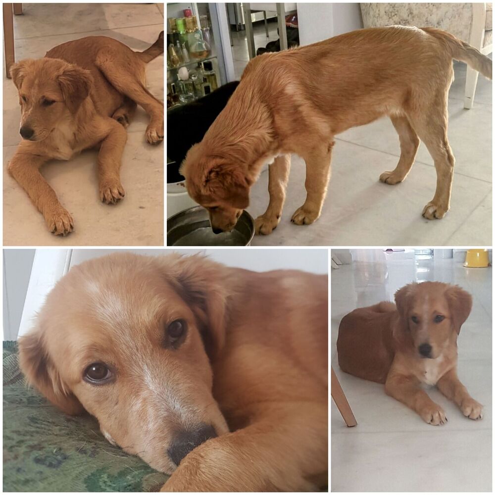 Leon - Σκύλοι προς Υιοθεσία - Dogs' Voice