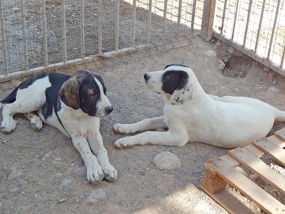 Η Σούζη - Σκύλοι προς Υιοθεσία - Dogs' Voice