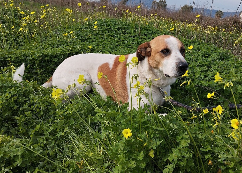 HERMIS - Σκύλοι προς Υιοθεσία - Dogs' Voice