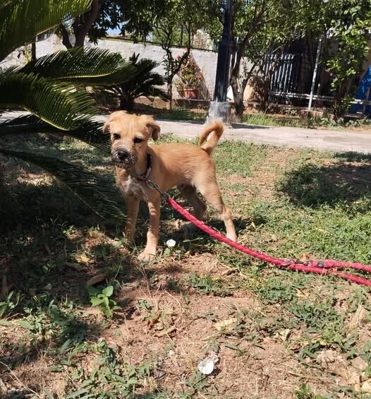 RUDY - Σκύλοι προς Υιοθεσία - Dogs' Voice