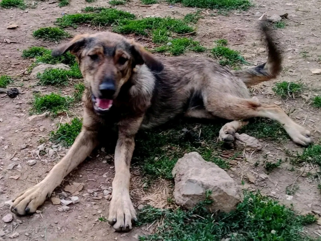 Freya! - Σκύλοι προς Υιοθεσία - Dogs' Voice