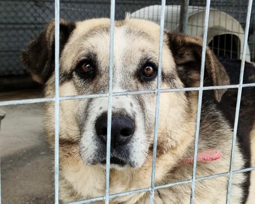 Αχιλλέας !!! - Σκύλοι προς Υιοθεσία - Dogs' Voice