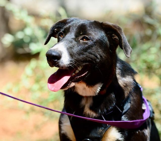 Χαρά - Σκύλοι προς Υιοθεσία - Dogs' Voice