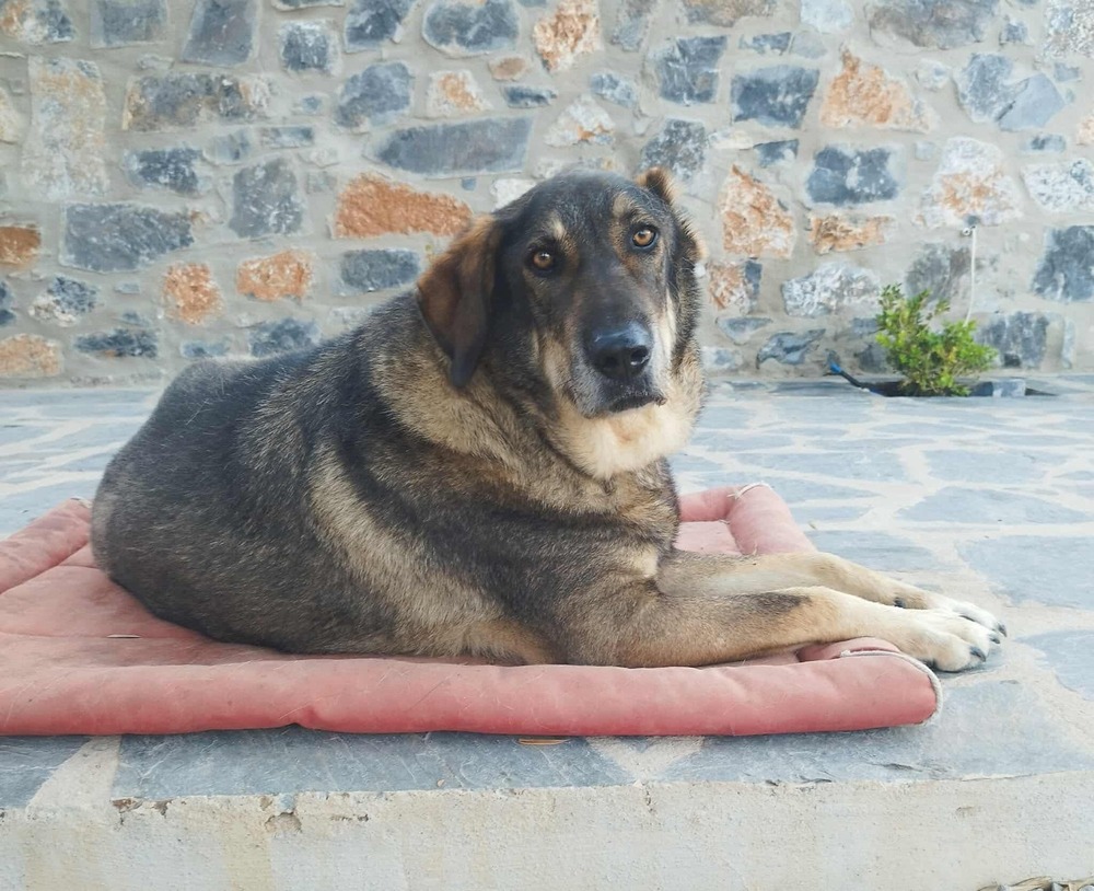 Πόλα - Σκύλοι προς Υιοθεσία - Dogs' Voice