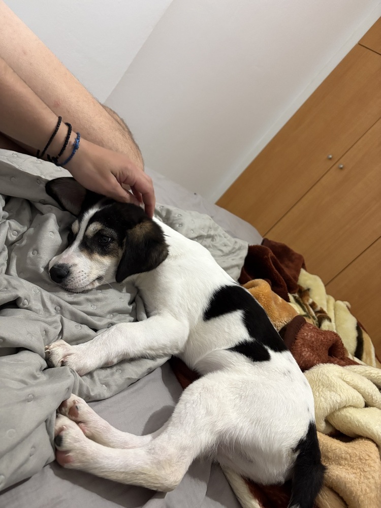 Max - Σκύλοι προς Υιοθεσία - Dogs' Voice